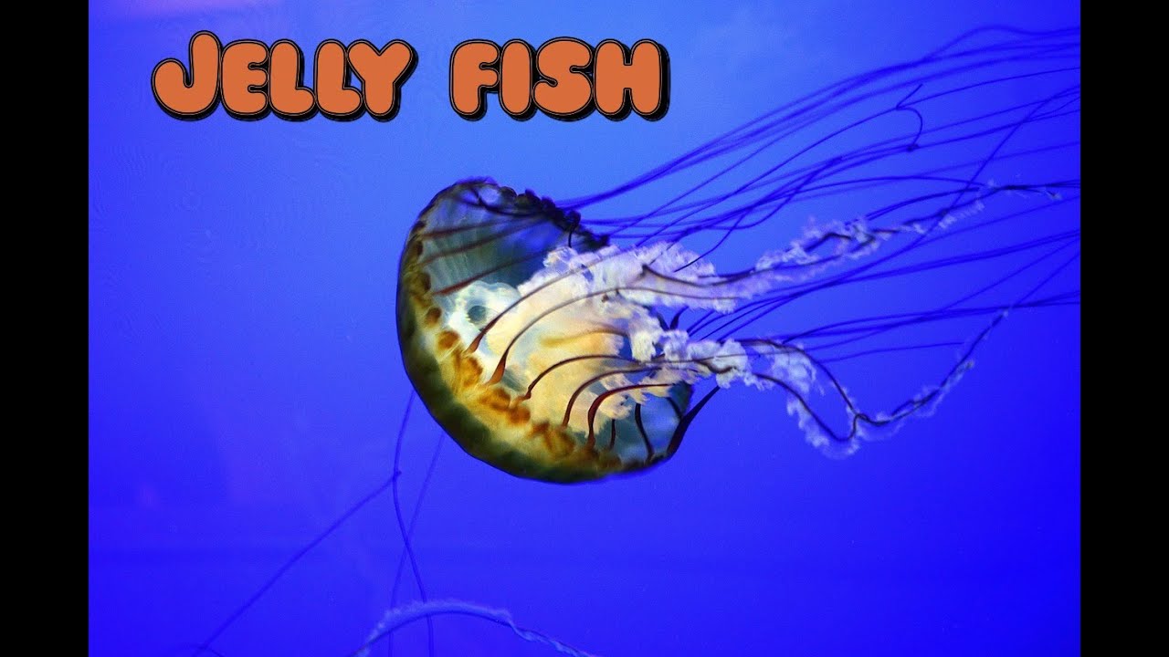 Relaxing Music for stress relief@SoftMusic@JellyFish@Music By Cages ...