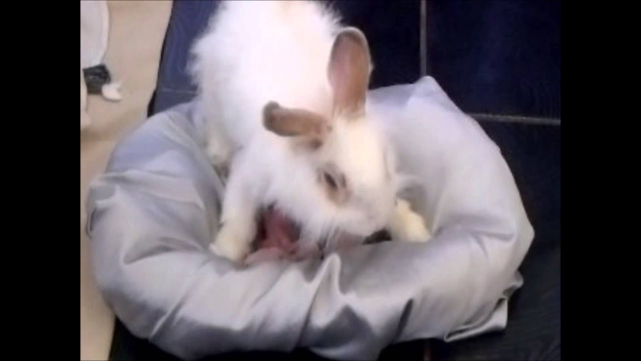 Mini lion head amamentando! - YouTube