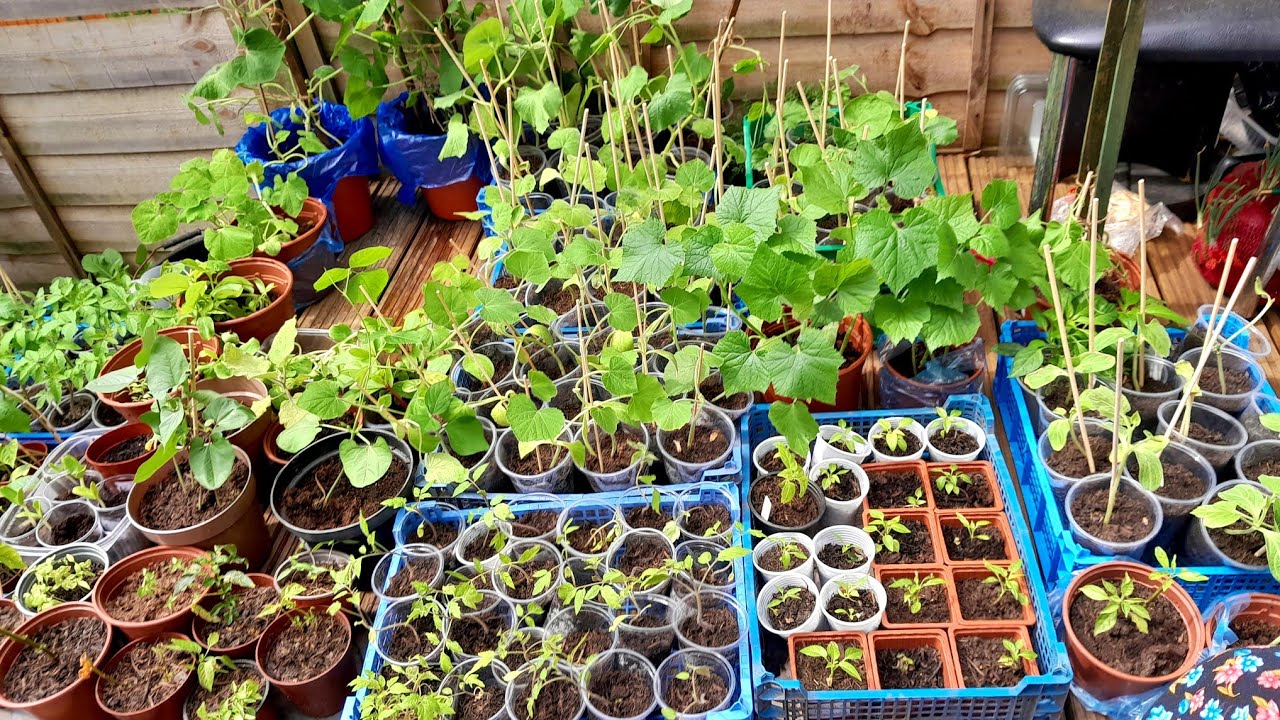 Hardening off vegetable seedlings/Shim/tomato/pumpkin লাউ/সিম/পুঁই শাক ...