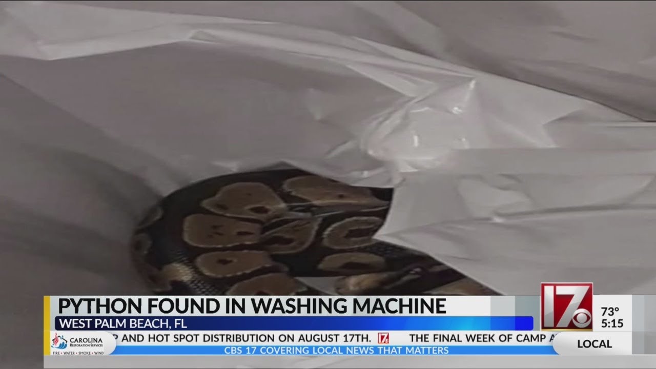 Python found in woman's washing machine - YouTube