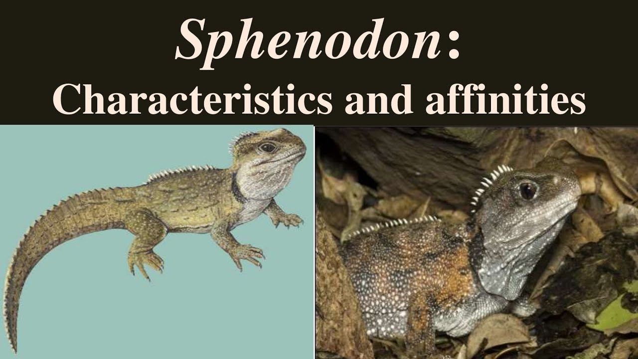 Sphenodon | Sphenodon punctatus | Tuatara | Rhynchocephalia - YouTube