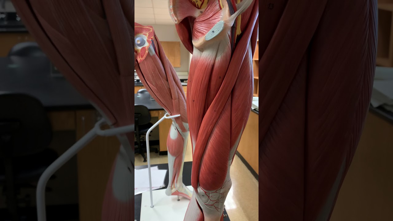 Adductor Thigh Muscles - YouTube