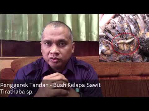 Hama Penggerek Tandan - Buah Kelapa Sawit Tirathaba sp. - YouTube
