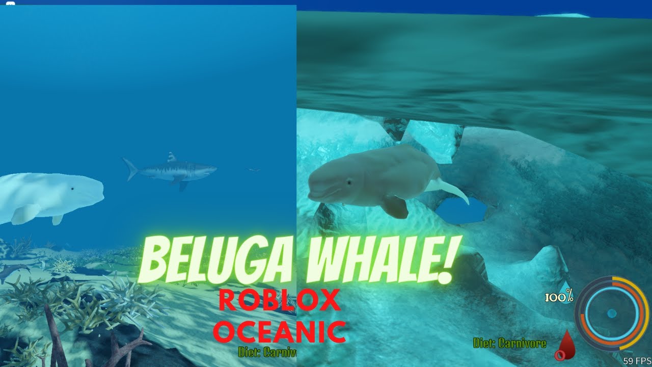 BELUGA WHALE SHOWCASE + MORE (Roblox Oceanic) - YouTube