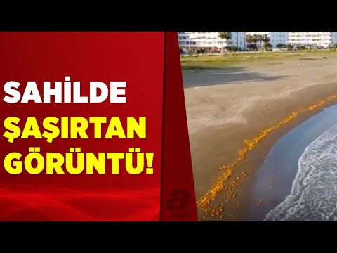 Mersin’de dereden akıntıyla gelerek denize dökülen portakallar sahili kapladı | A Haber