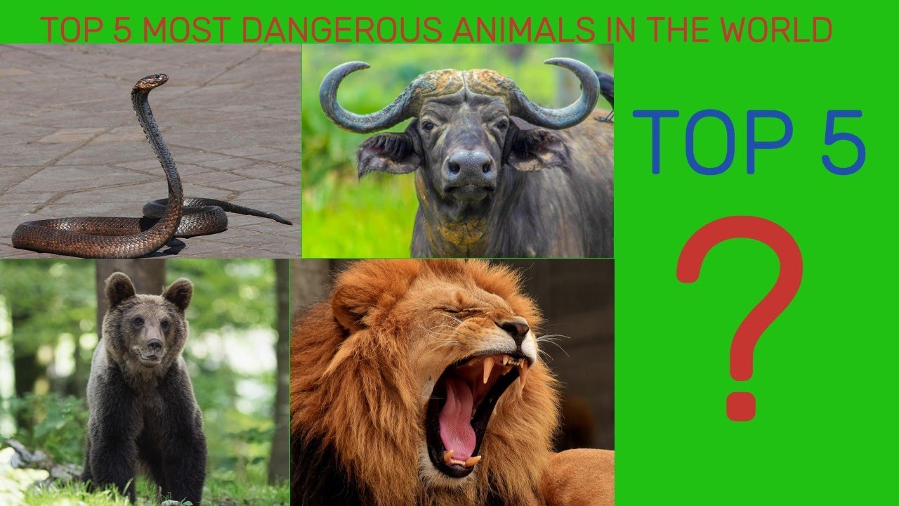Top 5 Most Dangerous Animals in the World (You Won’t Believe #2!). TVP ...