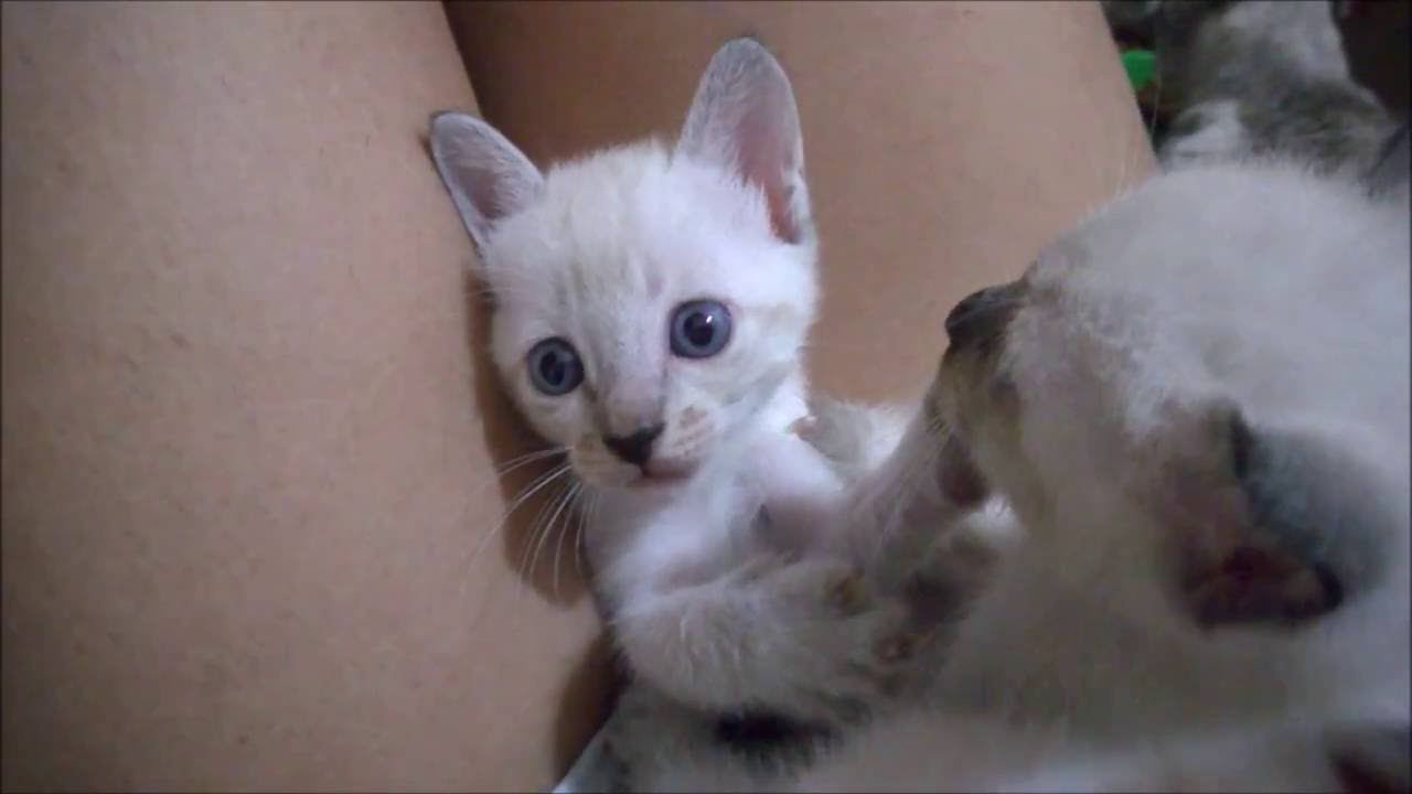 Filhotes de gato fofos brincando! ~ Cakes 2 - YouTube