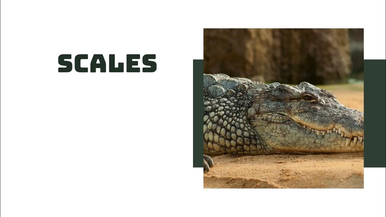 Animals Body Covering Science Educational Presentation - YouTube