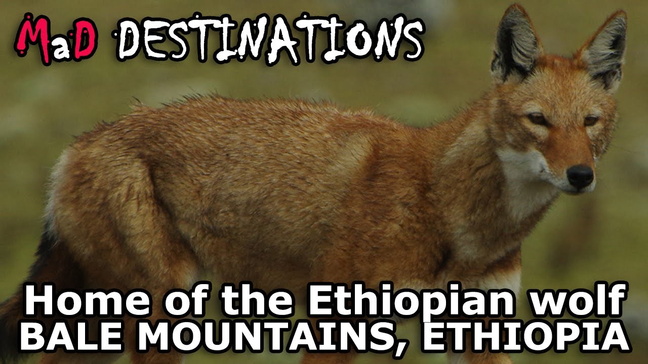 Home of the world's rarest wolf: Bale Mountains, Ethiopia - YouTube