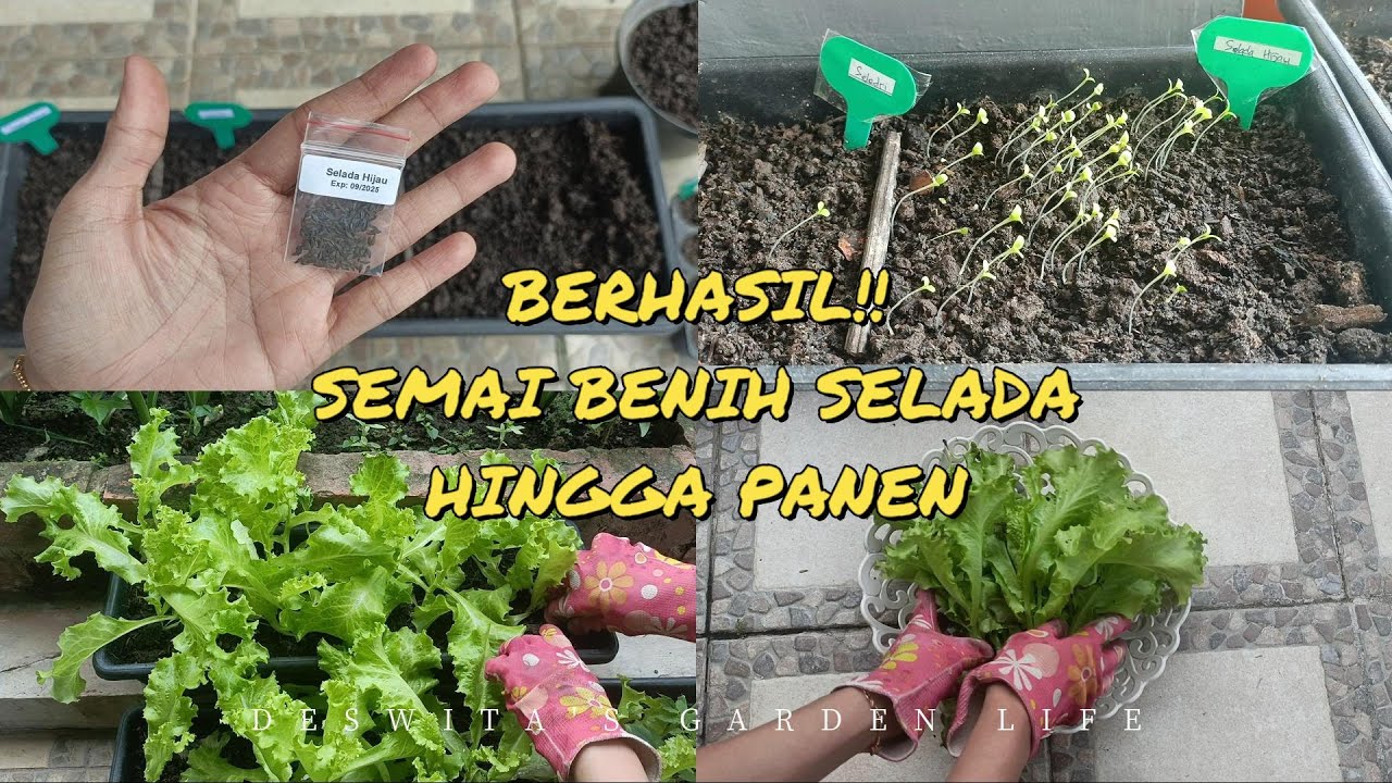 HASIL PANEN SELADA HIJAU DARI BENIH HARGA SERIBUAN - YouTube