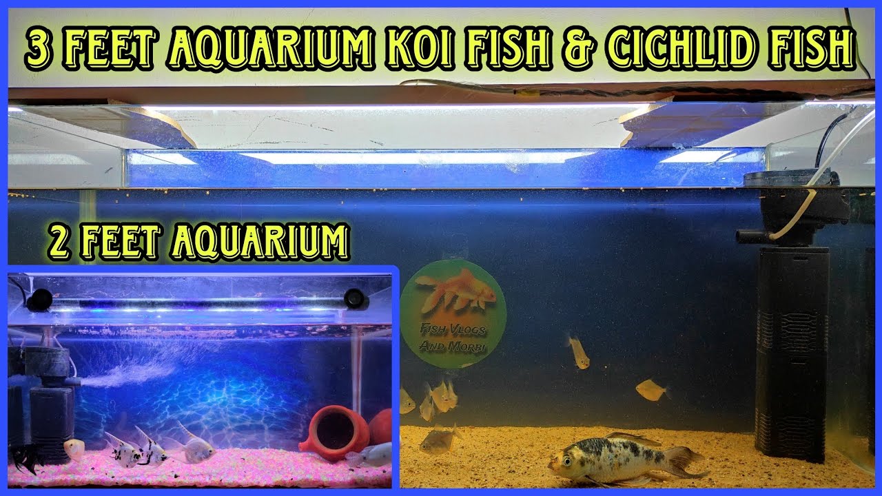 3 Feet Aquarium Me Koi Fish & Cichlid Fish Swift Kar Diya - YouTube