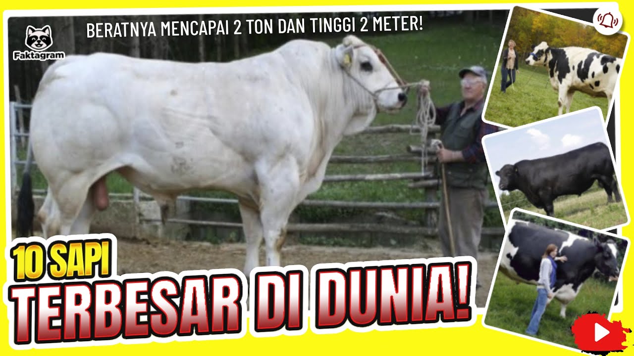 10 SAPI TERBESAR DI DUNIA. BERATNYA MENCAPAI 2 TON DAN TINGGI 2 METER ...