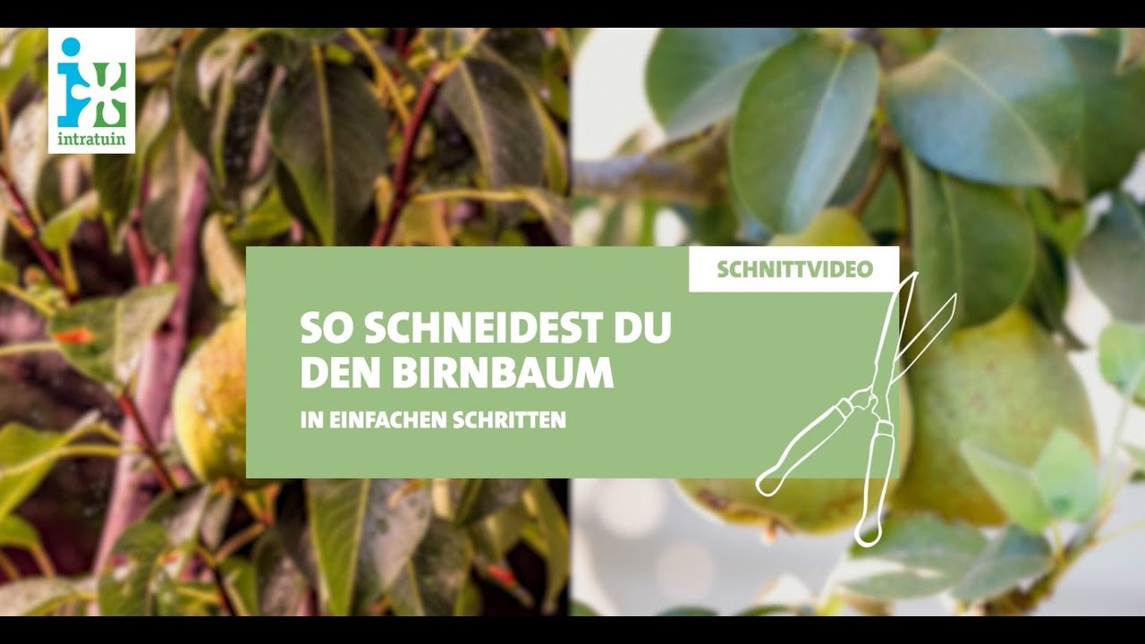 Intratuin - Birnbaum schneiden - YouTube