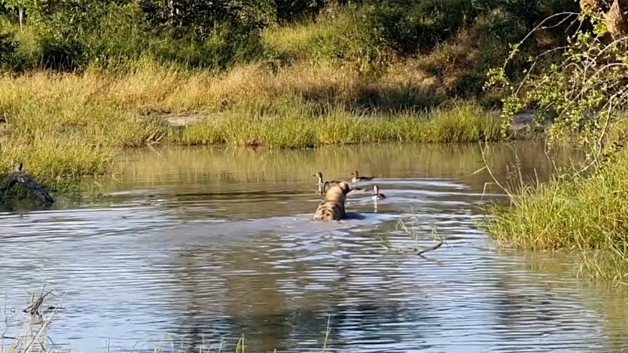 Hyena completely fails at hunting ducks - YouTube