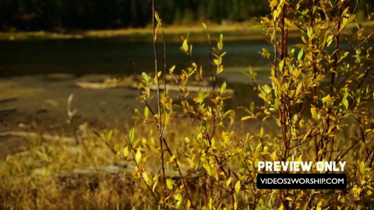 FREE Autumn Golden Leaves Motion Background Loop - YouTube