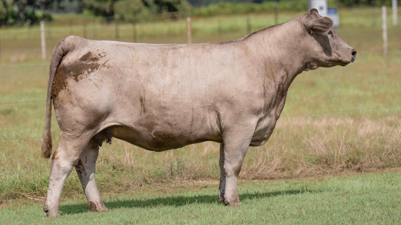 EMBRY/JACKSON 2208 - YouTube