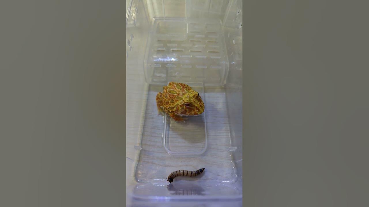 草莓角蛙抬頭等吃,好像小狗 Pacmanfrog 寵物 萌寵 角蛙 餵食 水族 Frog Youtube