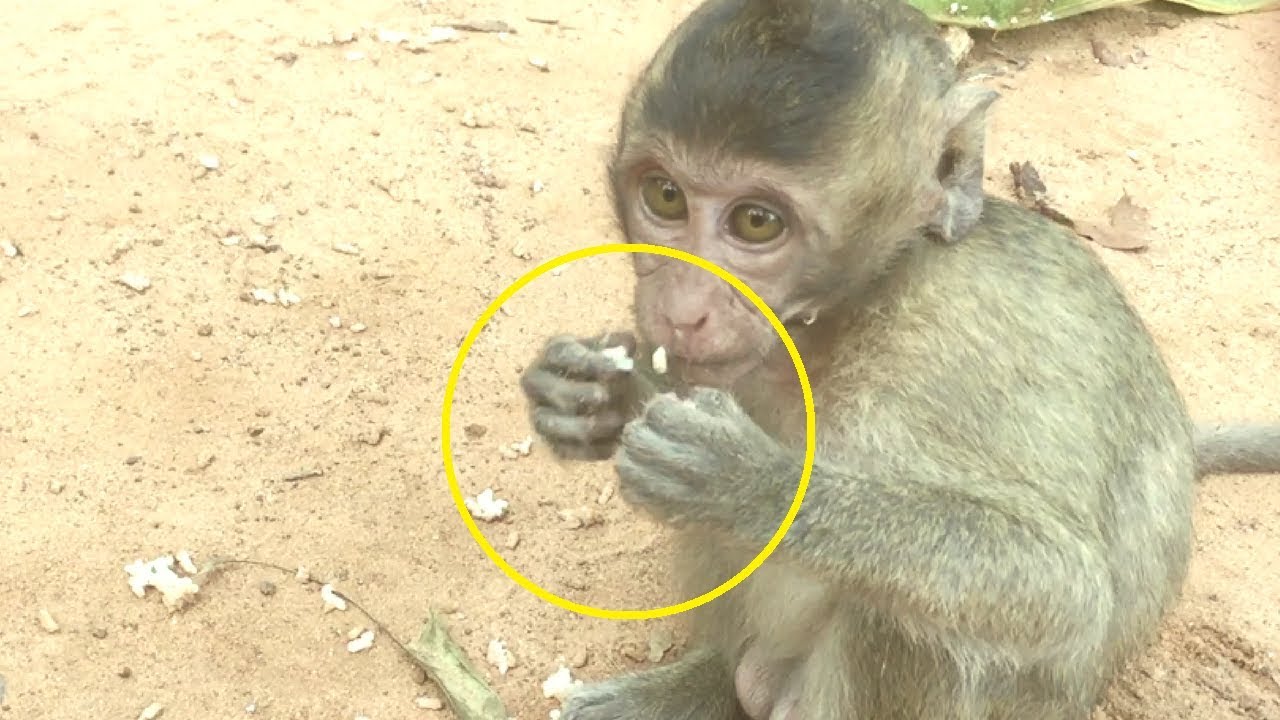 Poor Baby Monkeys Eat Rest Food from Tourists! - YouTube