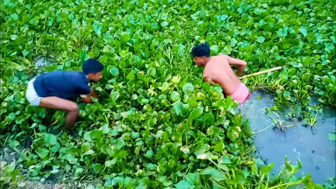 Traditional Village Fishing With Push Net | Amaizing Net Fishing Video ...