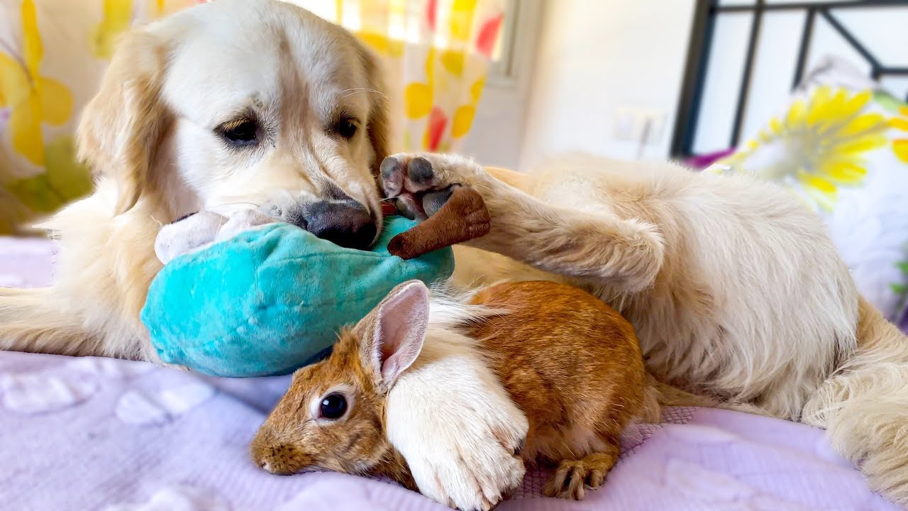Dog and Rabbit Play on the Bed - YouTube