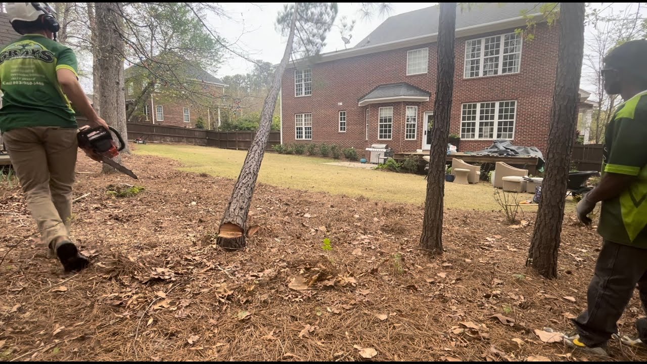 TREE REMOVAL JOB: learn how to drop trees & make a $1000 a day - YouTube