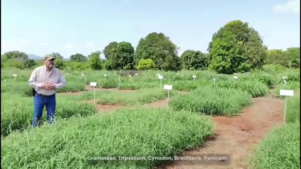 Banco de Germoplasma de Especies Forrajeras - YouTube