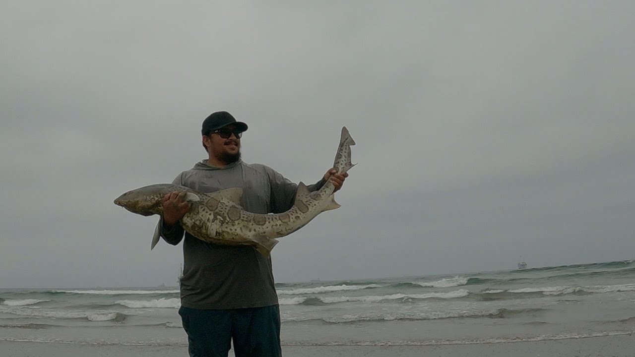 Surf Fishing Catching 5 Foot SHARK in Huntington Beach - YouTube