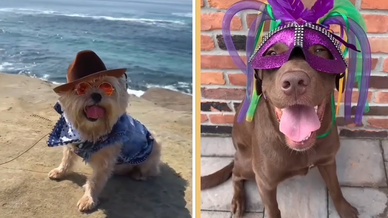 Tik Tok - funny animals of Tik Tok Compilations - YouTube