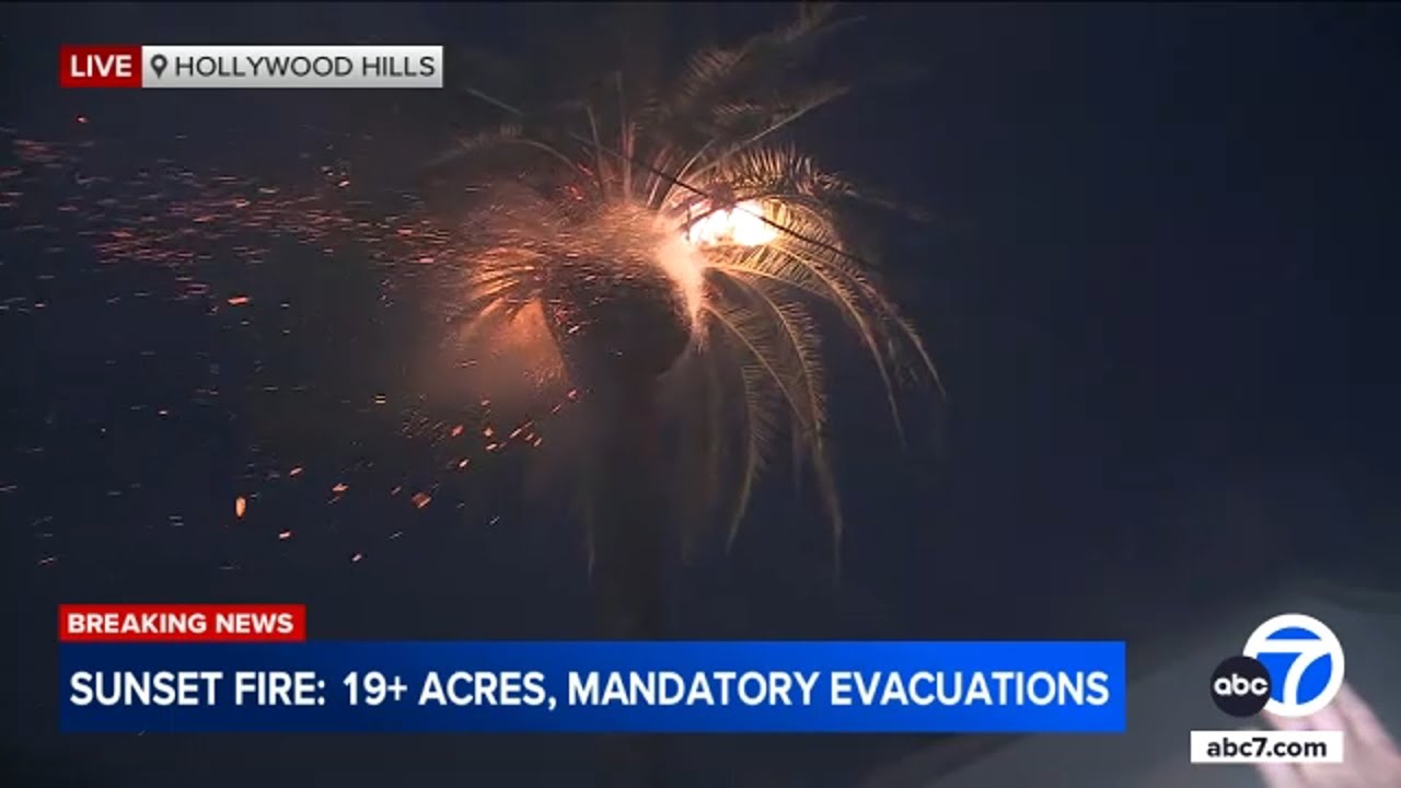 Neighbors spring into action after palm tree goes up in flames in ...