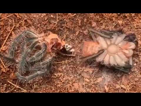 Aranha Trocando de Pele #1