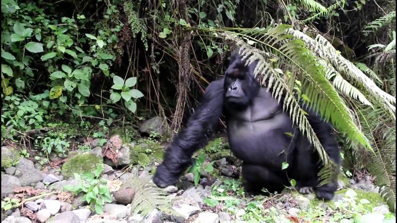 Mountain Gorilla Groups of DR Congo | Yellow Zebra Safaris - YouTube