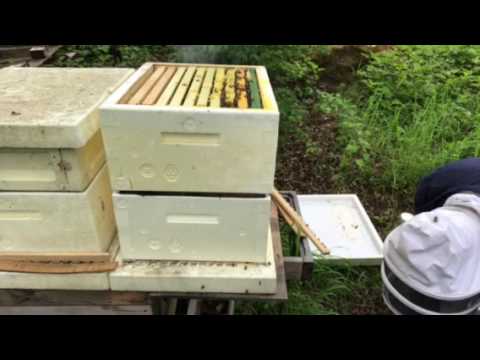 Combine two queen hive - YouTube