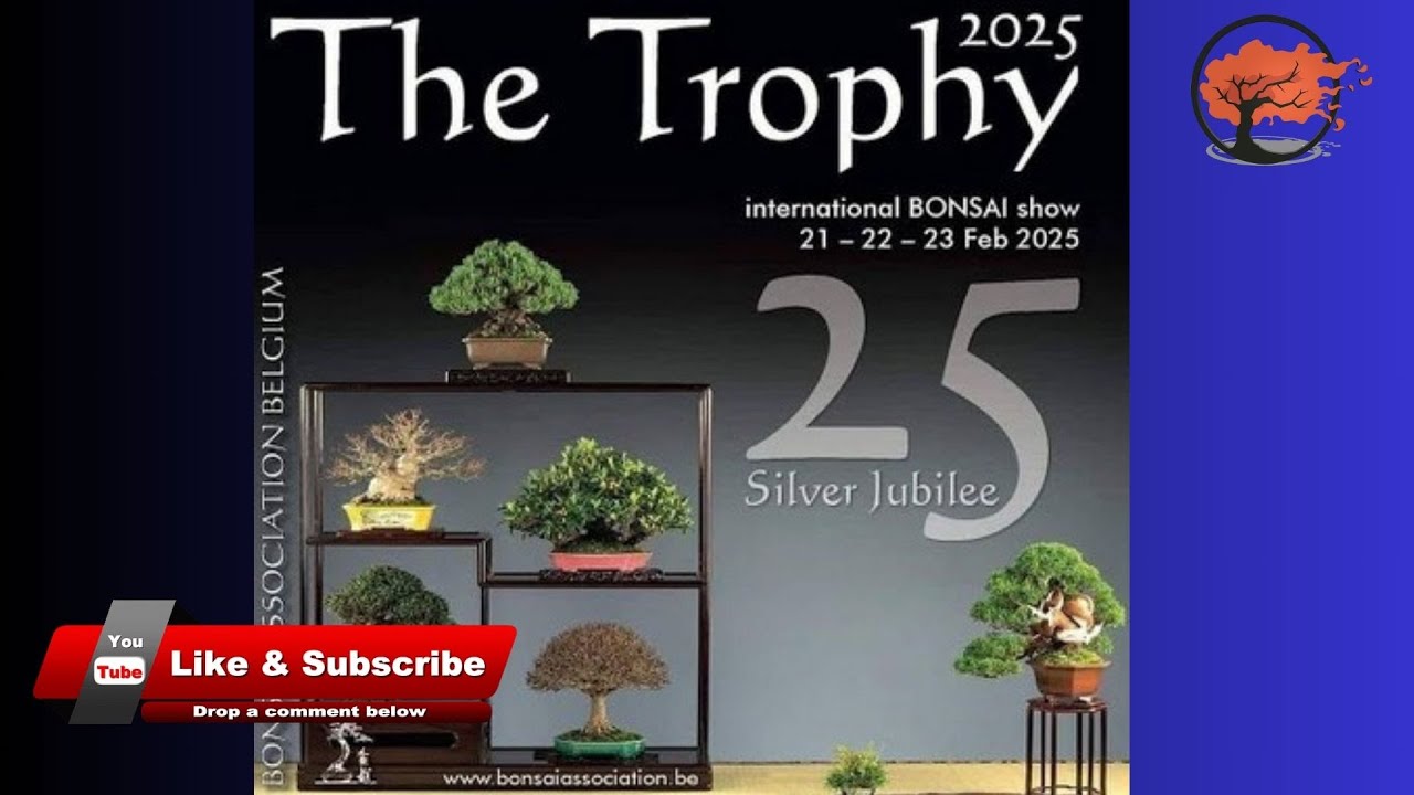 The Trophy 2025 Bonsai Show Features the Best Bonsai Trees in the World ...