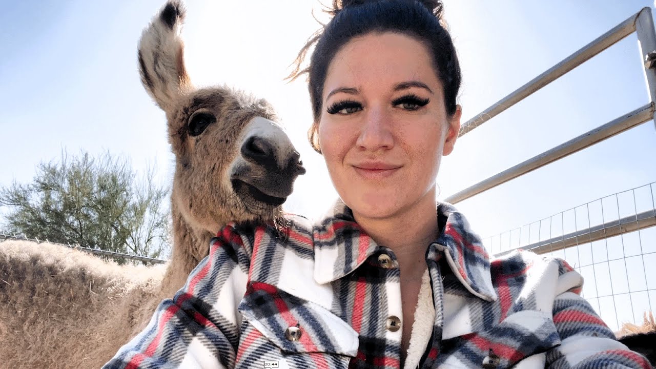 Donkey hid big secret from woman who adopted her - YouTube