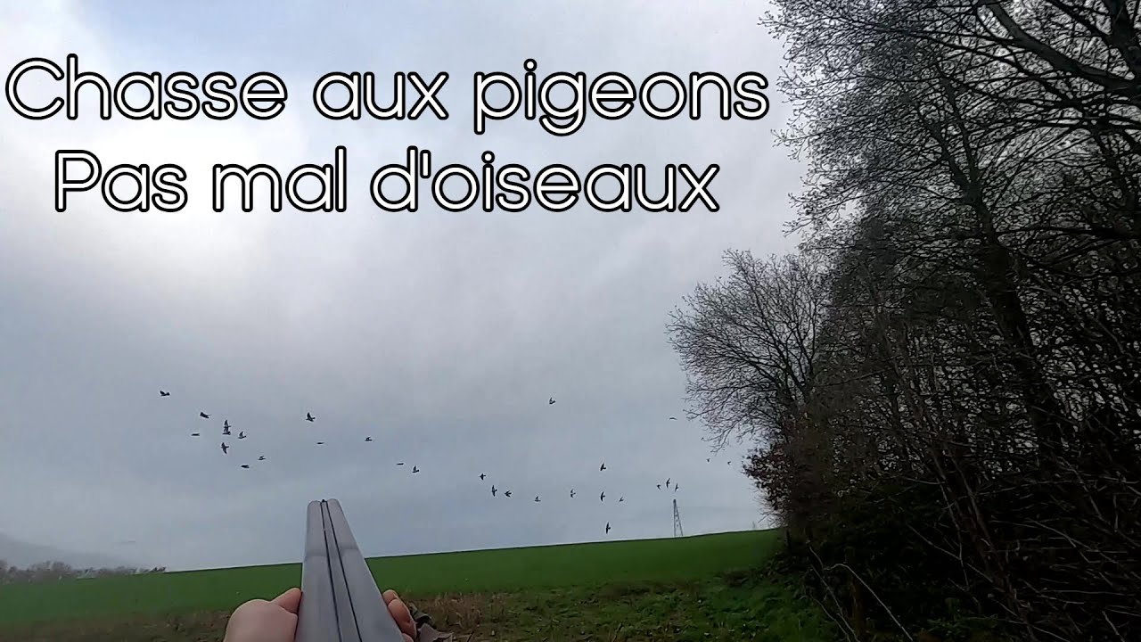 Chasse aux pigeons - YouTube
