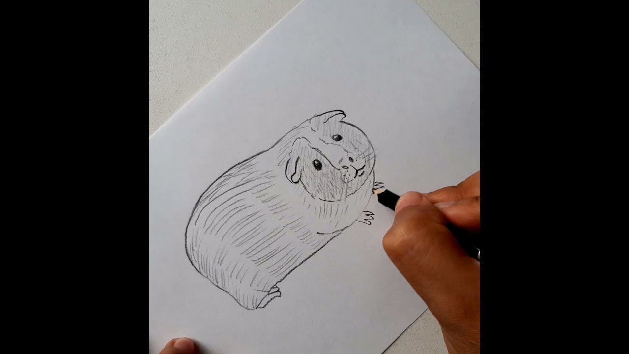 #Shorts | Cómo dibujar un CUY - YouTube