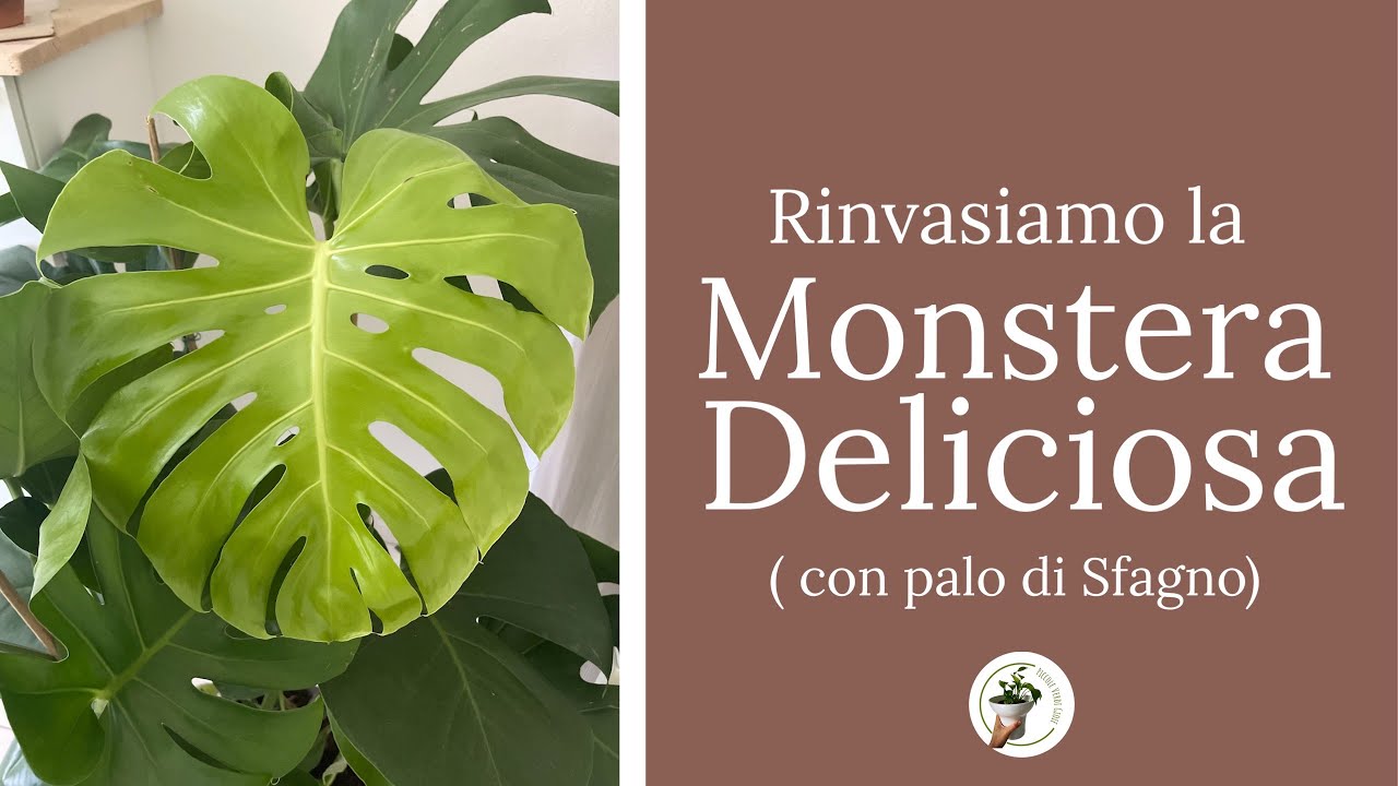 Rinvaso la Monstera | rinvaso con palo di sfagno - YouTube