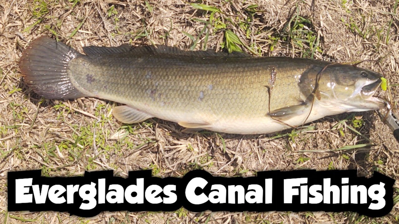I Caught a Prehistoric Monster from the Everglades | Everglades Canal ...