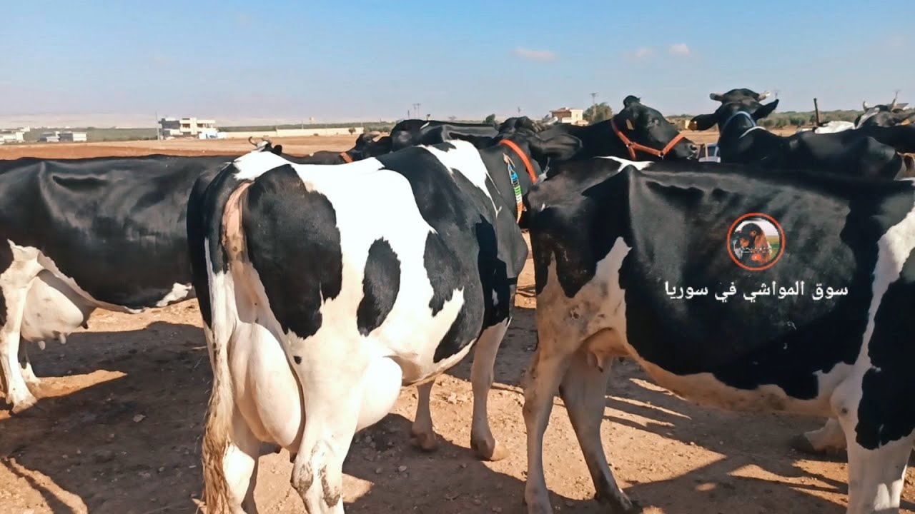 سوق المواشي في سوريا بازار البقر معرة مصرين ٢٥/ ٨/ ٢٠٢٢ Livestock ...