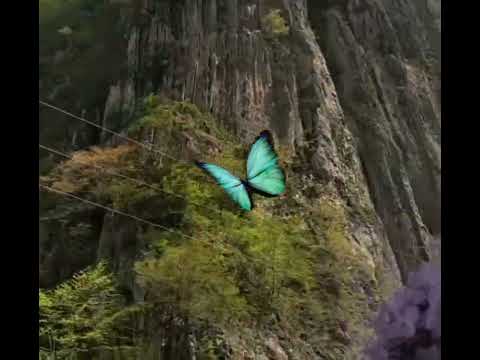 🦋🌷Whatsapp ucun maraqli statuslar,sevgiye aid video,Sounds App Status ucun qisa videolar 2022🍃