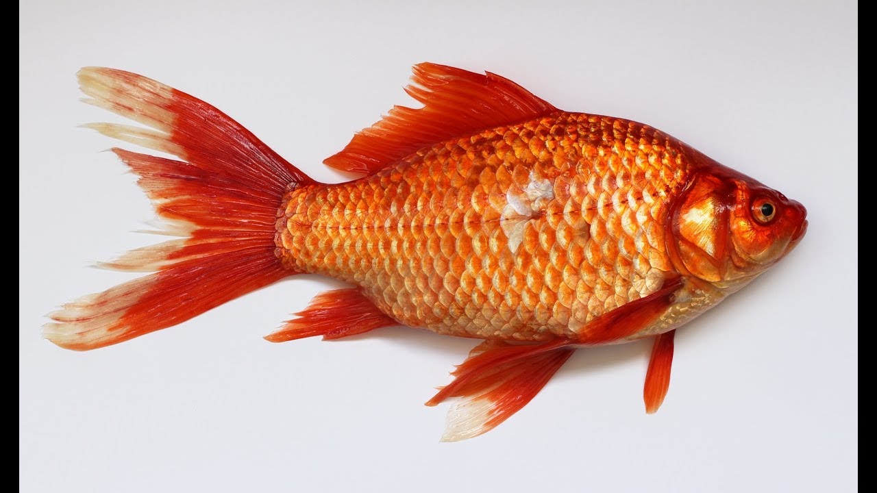 Make Paper Fish | Creating Paper Fish | Creative Makes - YouTube