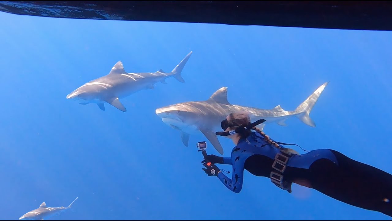 TIGER SHARK, Tuna, and One Ocean Diving // Free Diving Oahu - YouTube