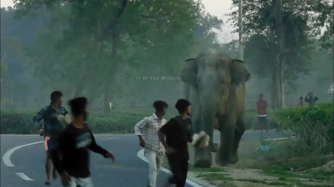 Elephant Attack || Human Elephant Conflict || - YouTube
