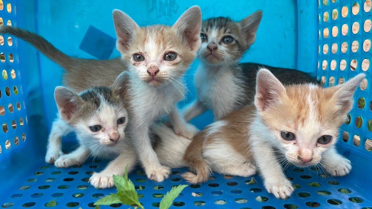 Little kitten 4 cats videos cute cats kittens - YouTube