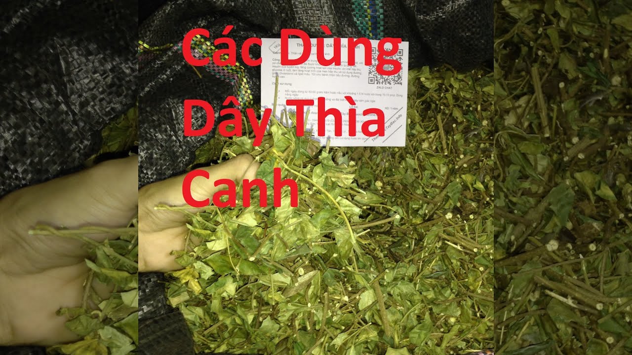 Các Dùng Dây Thìa Canh | Thìa Canh | Thảo Dược Tây Bắc | 0983.104.570 ...