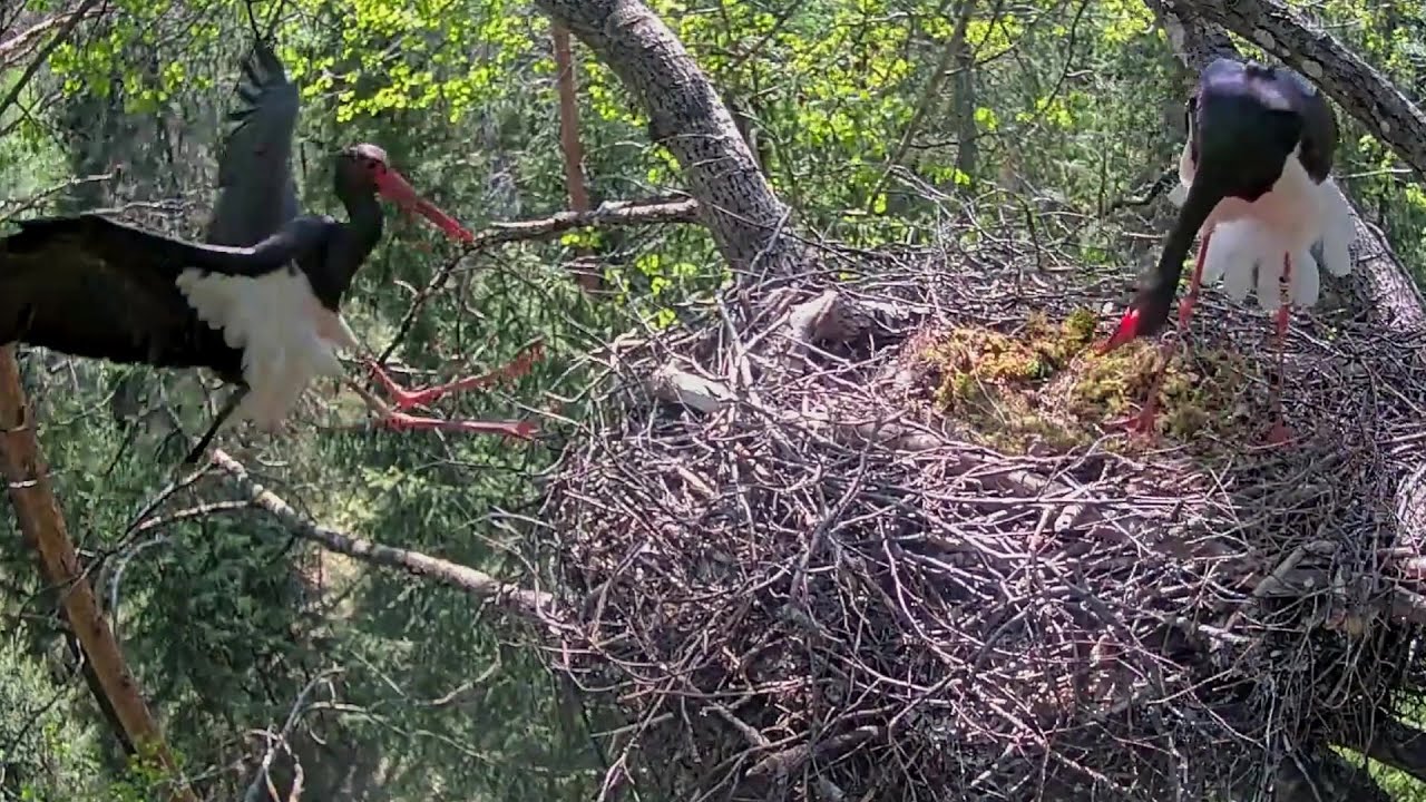 Must-toonekurg3~A female visit Kergu's nest tree~2:17 pm 2023/05/19 ...