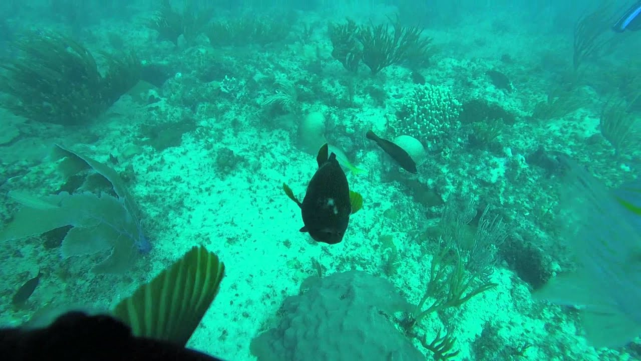 Some Curious Fish - YouTube