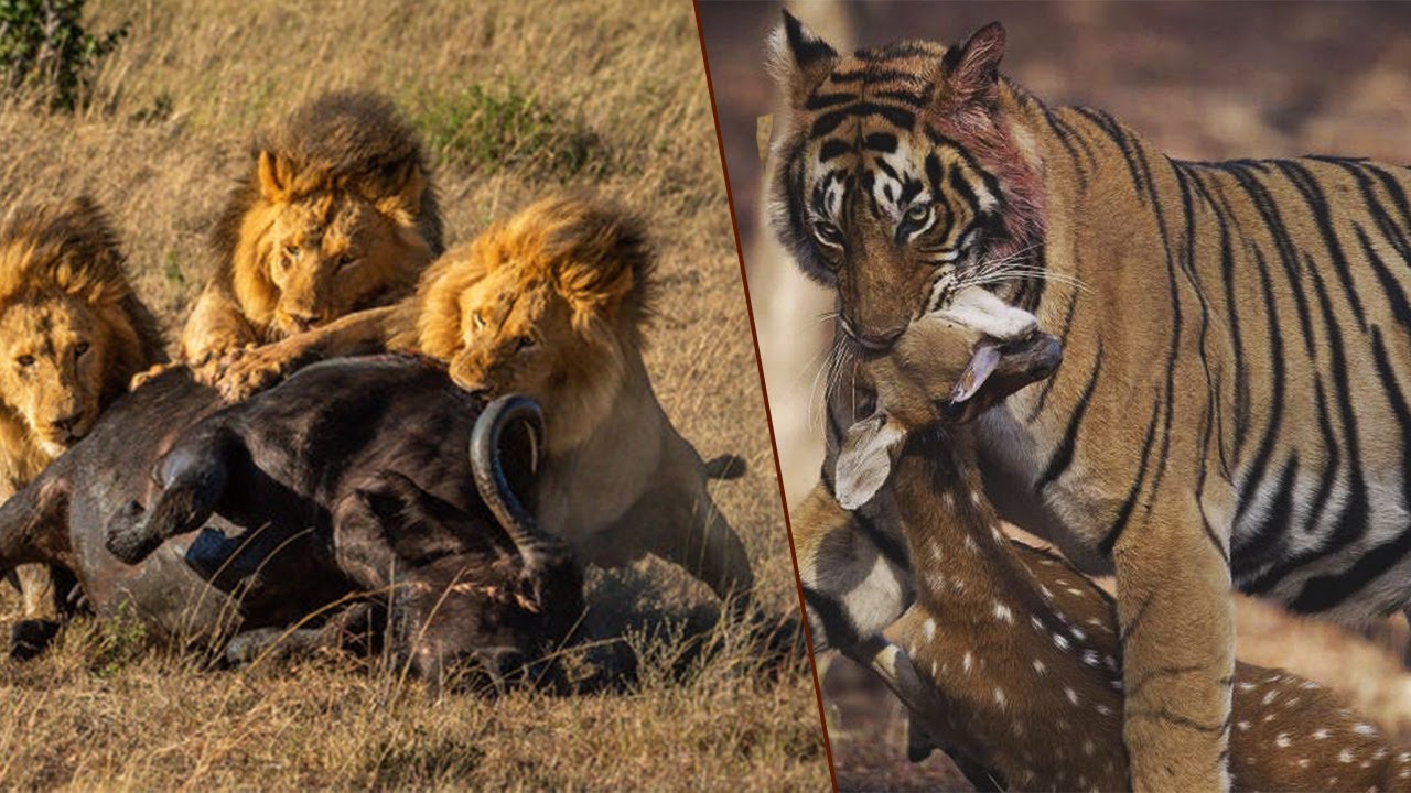 BIG CATS HUNTING COMPILATION! Lion, Tiger, Leopard, Cheetah, Jaguar ...