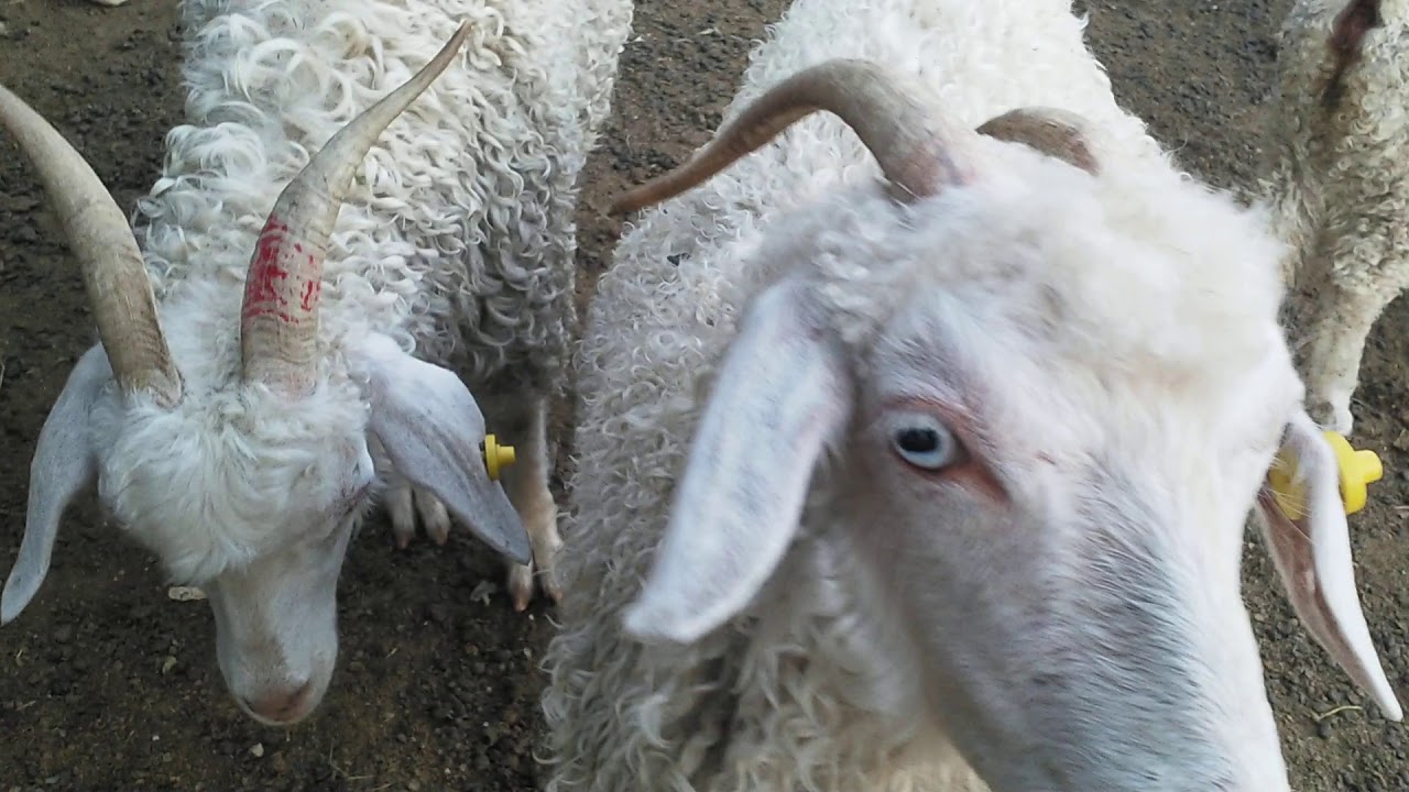 ANKARA TİFTİK KEÇİSİ. ANGORA GOATS FROM ANKARA TURKEY. - YouTube