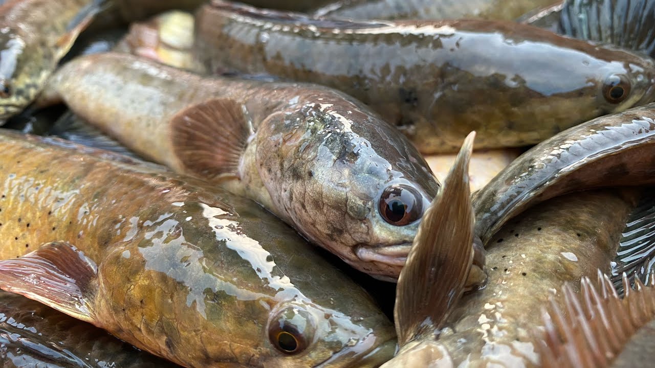 Ngamu(channa orientalis) Fish found in manipur || How many fish farm ...
